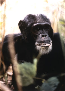 Ŧhe ₵oincidental Ðandy: Making A Difference: Jane Goodall