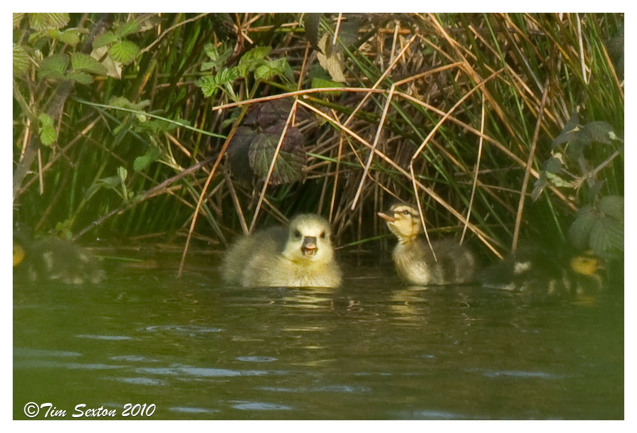 Wild up North: Cuckoo Goose?!