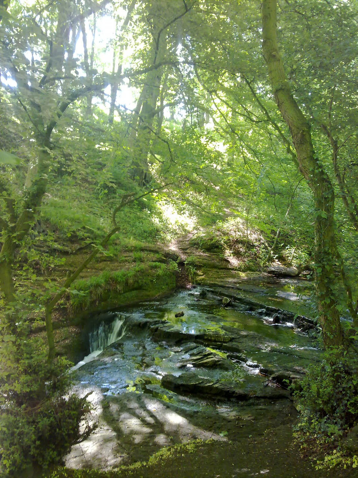 Wild up North: The Patch