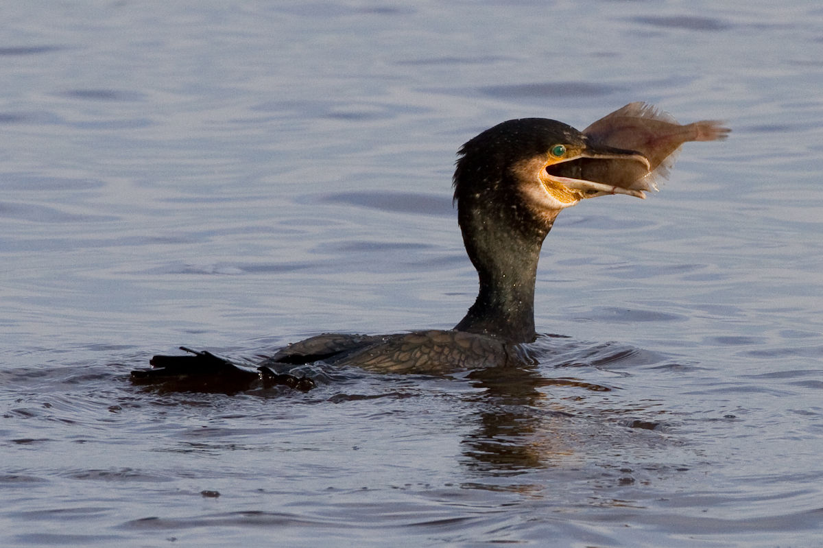 Wild up North: Bare feathered fish fight