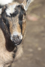 The Itty Bitty Farm in the City