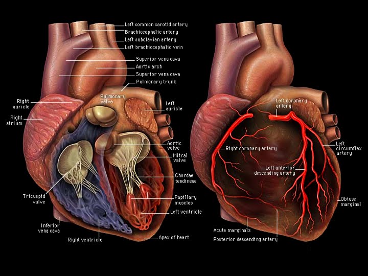 MRI BLOG: Cardiac Anatomy