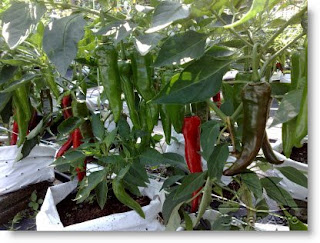 Agriculture is About Business : A diary of home garden hobby to ...