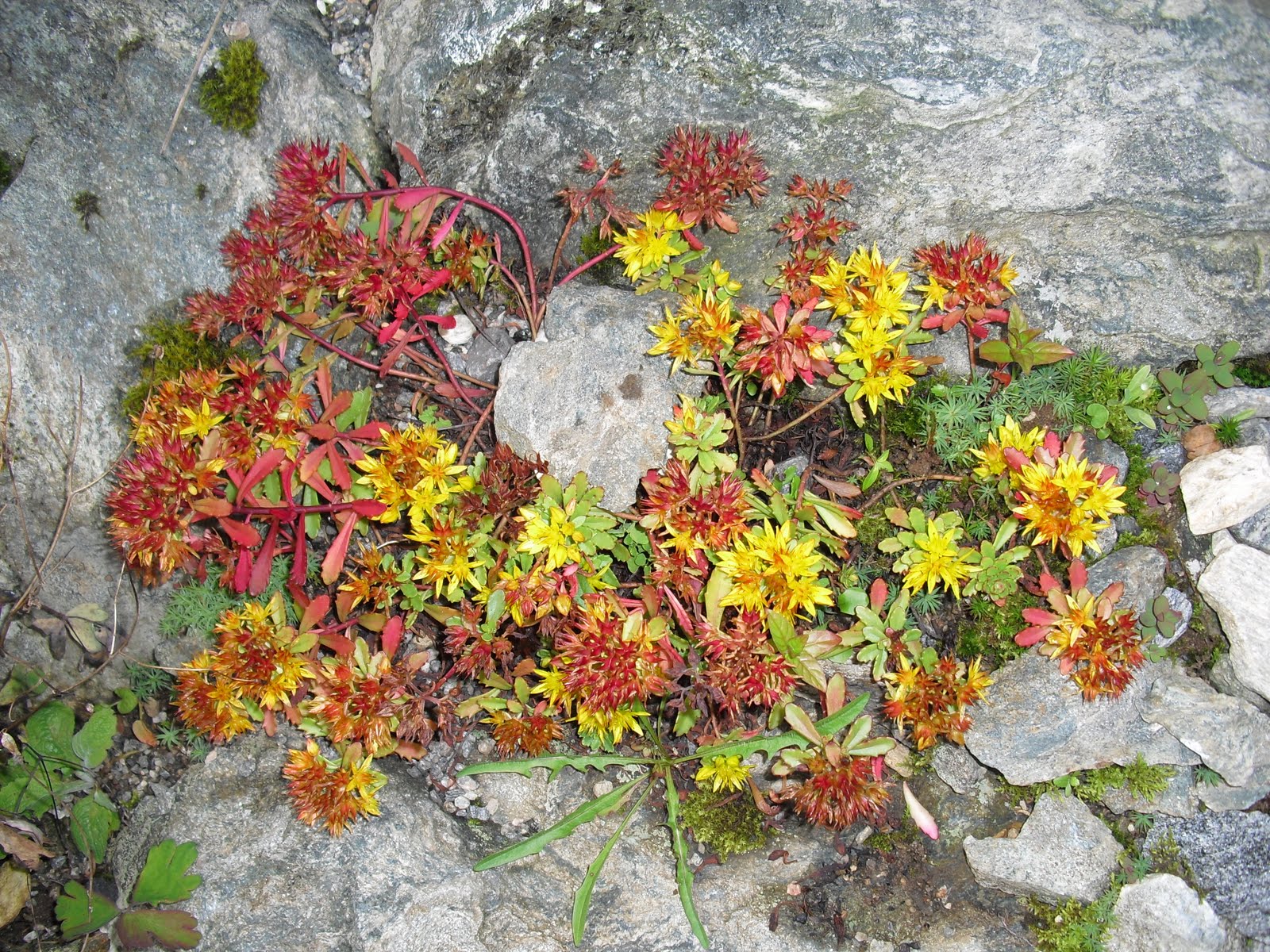 hajals hagegalskap på Nordåker: Blomstring pr. 1. September, del 2