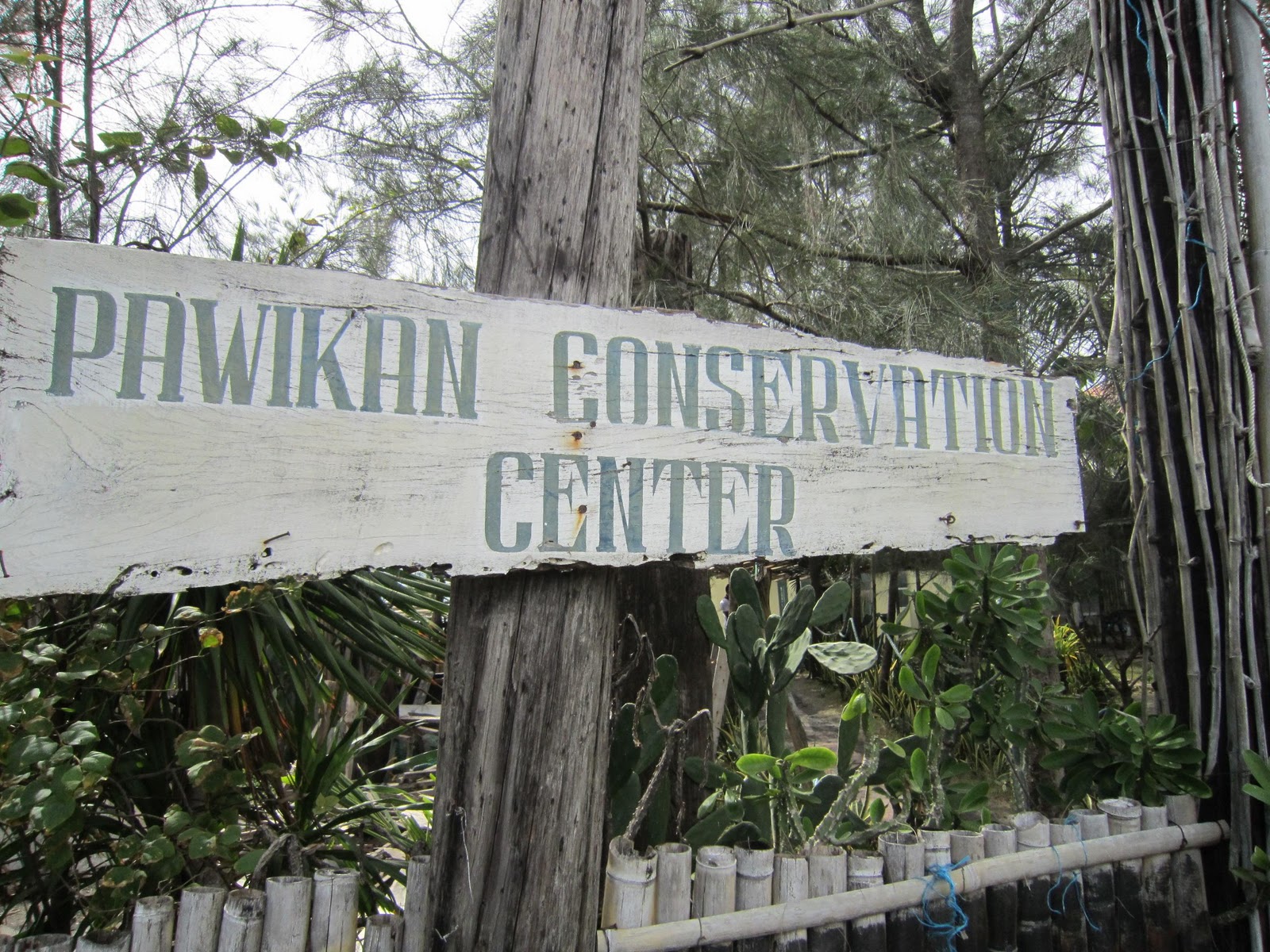 About Anything and Everything: Bataan: Pawikan Conservation Center!