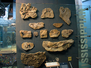Louisville Fossils and Beyond: Visit to Indiana State Museum - Part 2