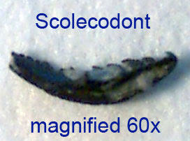 Louisville Fossils and Beyond: Polychaete Annelid Worm