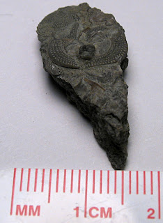 Louisville Fossils and Beyond: Cryptolithus Trilobites of the Kope ...