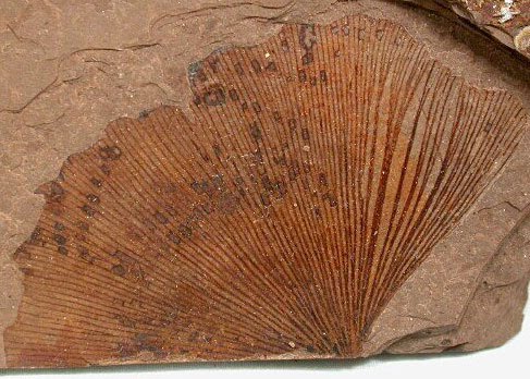 Louisville Fossils and Beyond: Destruction of Canadian Fossils?