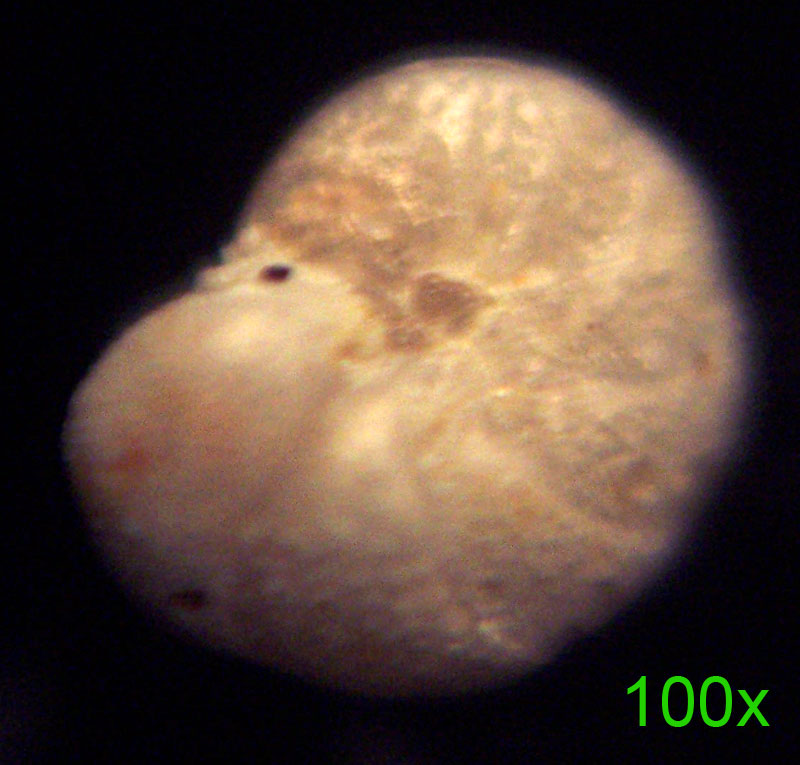 Louisville Fossils and Beyond: Upper Cretaceous Foraminifera