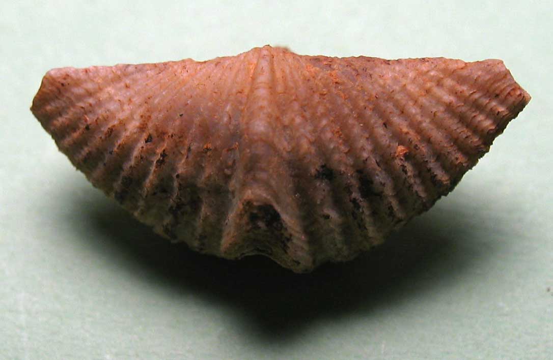 Louisville Fossils and Beyond: Mucrospirifer mucronatus Brachiopod