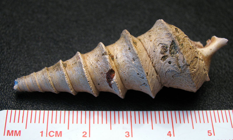 Louisville Fossils and Beyond: Turritella Gastropod of Alabama