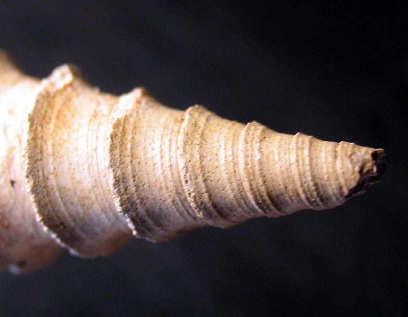 Louisville Fossils and Beyond: Turritella Gastropod of Alabama