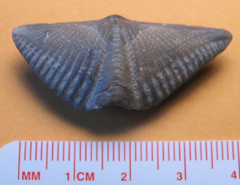 Louisville Fossils and Beyond: Mucrospirifer thedforensis Brachiopod