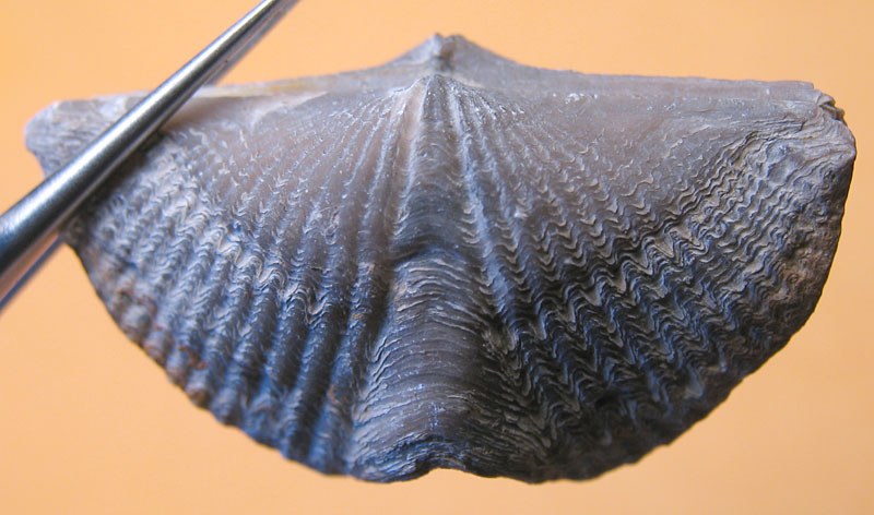 Louisville Fossils and Beyond: Mucrospirifer thedforensis Brachiopod