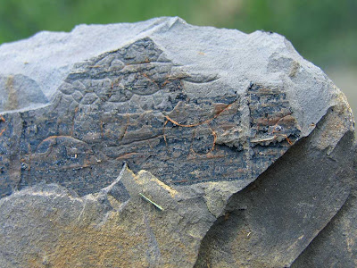 Louisville Fossils and Beyond: Devonian Plants in the New Albany Shale