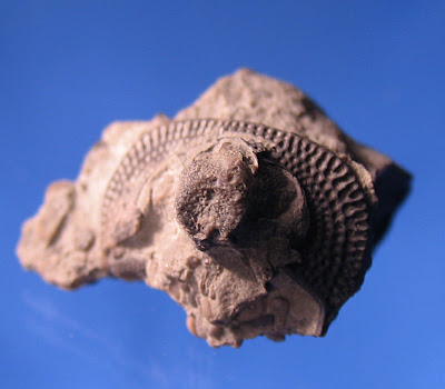 Louisville Fossils and Beyond: Cryptolithus Trilobite Fragments