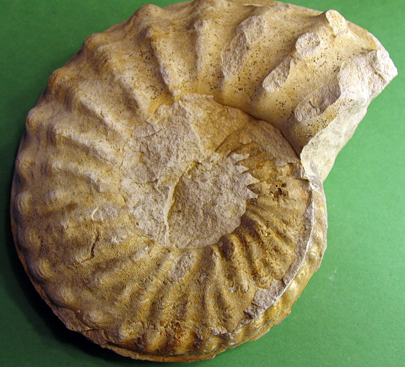 Louisville Fossils and Beyond: Mortoniceras Ammonite Fossil
