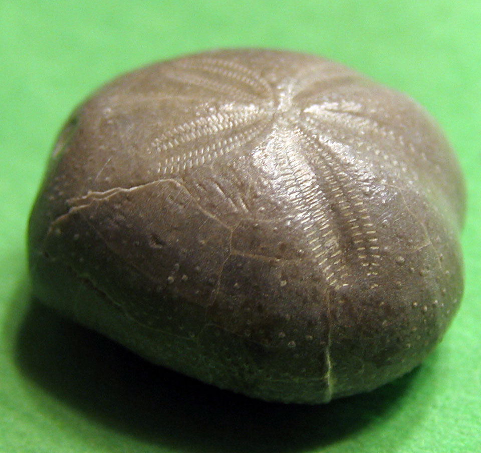 Louisville Fossils and Beyond: Hemiaster whitei Fossil