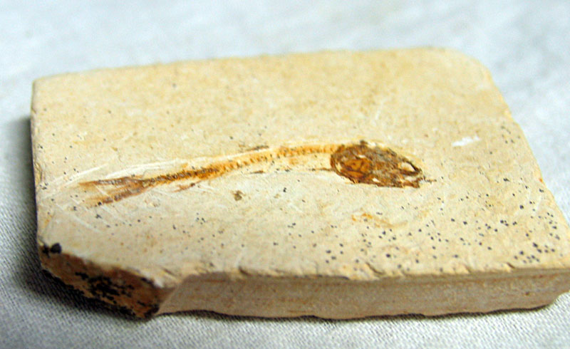 Louisville Fossils and Beyond: Small Green River Fish Fossil