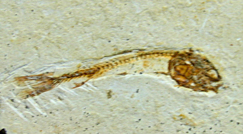 Louisville Fossils and Beyond: Small Green River Fish Fossil