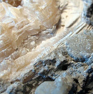 Louisville Fossils and Beyond: Mercenaria permagna Clam Fossil