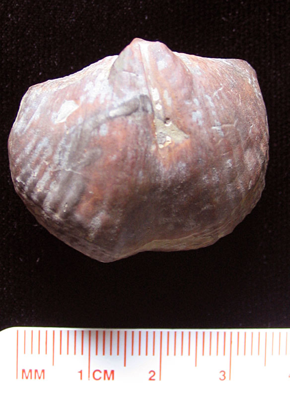 Louisville Fossils and Beyond: Syringothyris Brachiopod