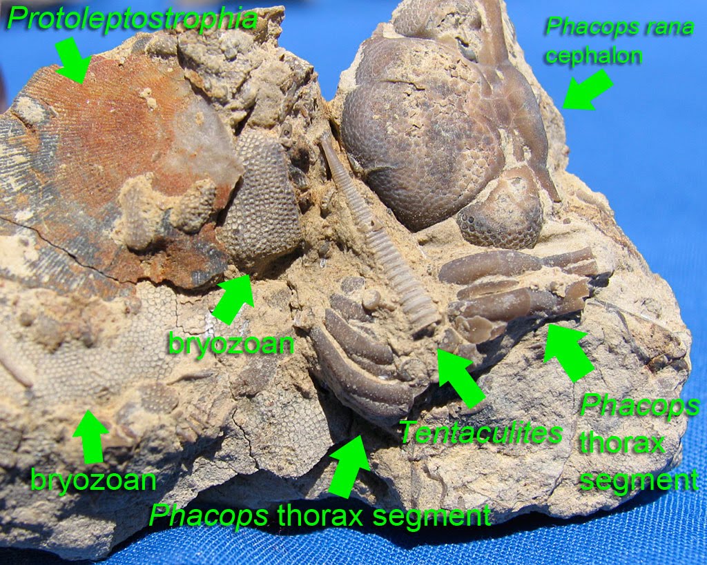 Louisville Fossils and Beyond: Phacops Trilobite with Tentaculites