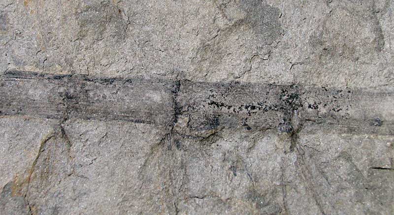 Louisville Fossils and Beyond: Carboniferous Calamites