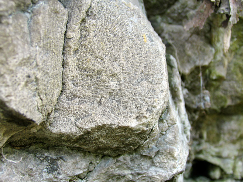 Louisville Fossils and Beyond: Devonian-Silurian Paraconformity