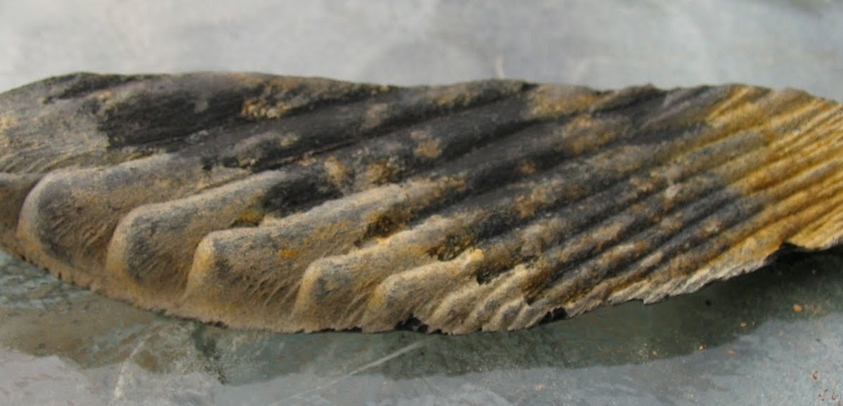 Louisville Fossils and Beyond: Cladoselache Shark Fossil