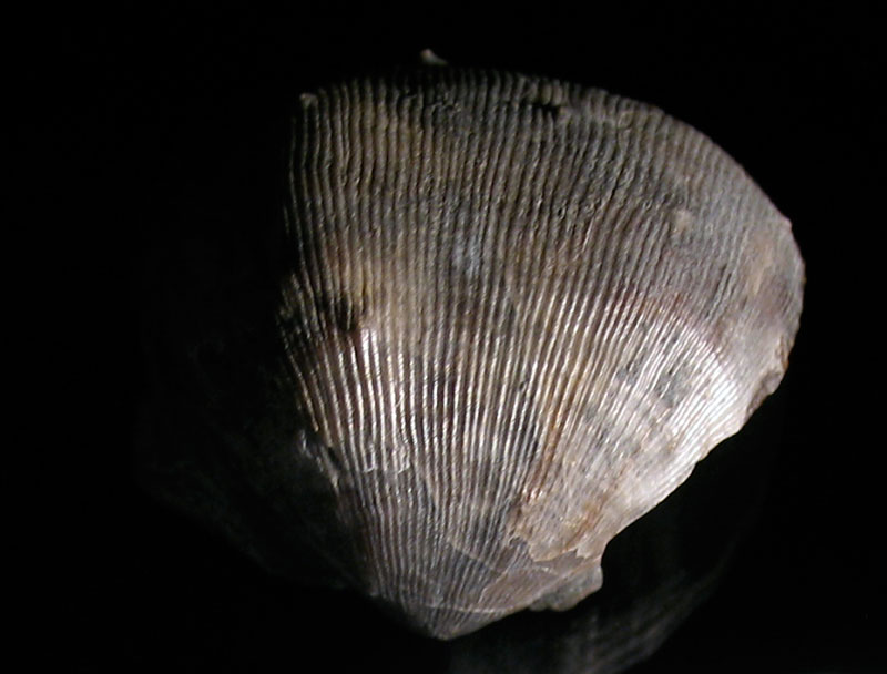 Louisville Fossils and Beyond: 07/01/2010 - 08/01/2010