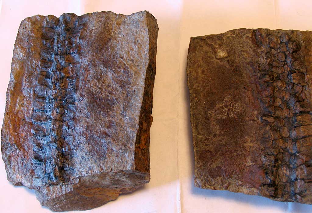 Louisville Fossils and Beyond: 07/01/2010 - 08/01/2010