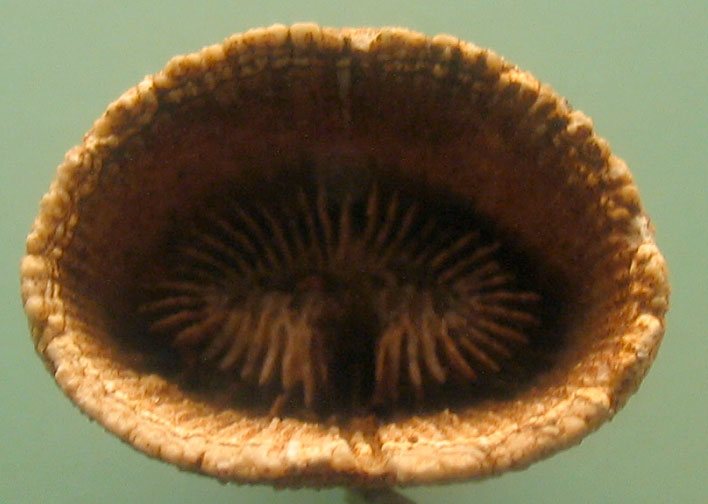 Louisville Fossils and Beyond: Homalophyllum (Zaphrentis) ungula