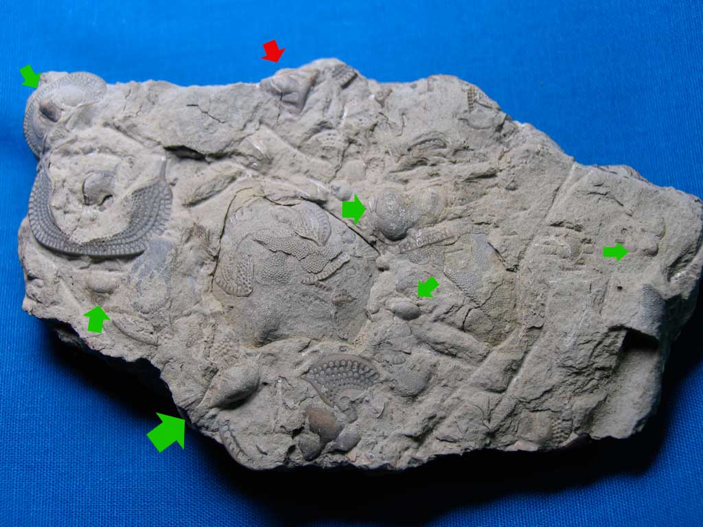 Pygidium Trilobites - JungleKey.fr Image
