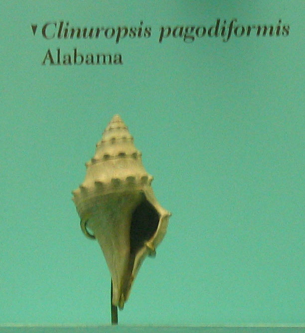 Louisville Fossils and Beyond: Cretaceous Shells of Alabama