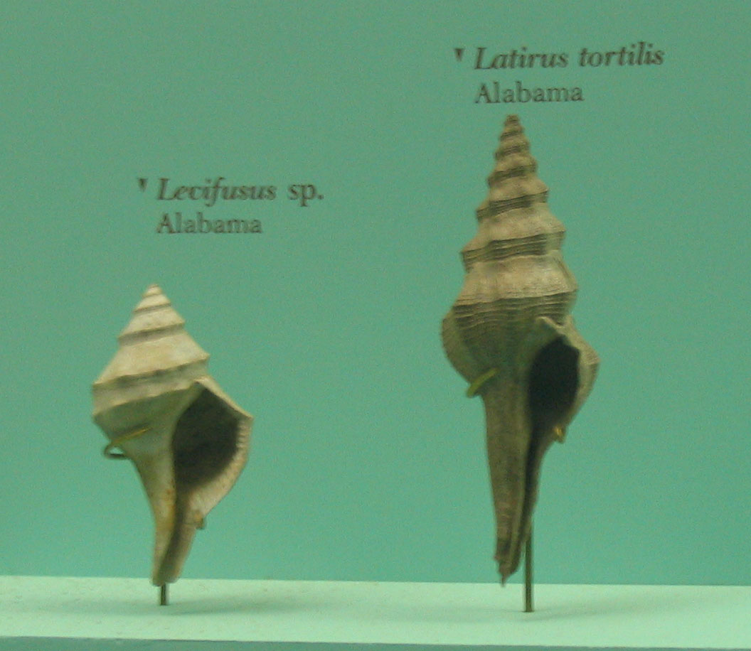 Louisville Fossils and Beyond: Cretaceous Shells of Alabama