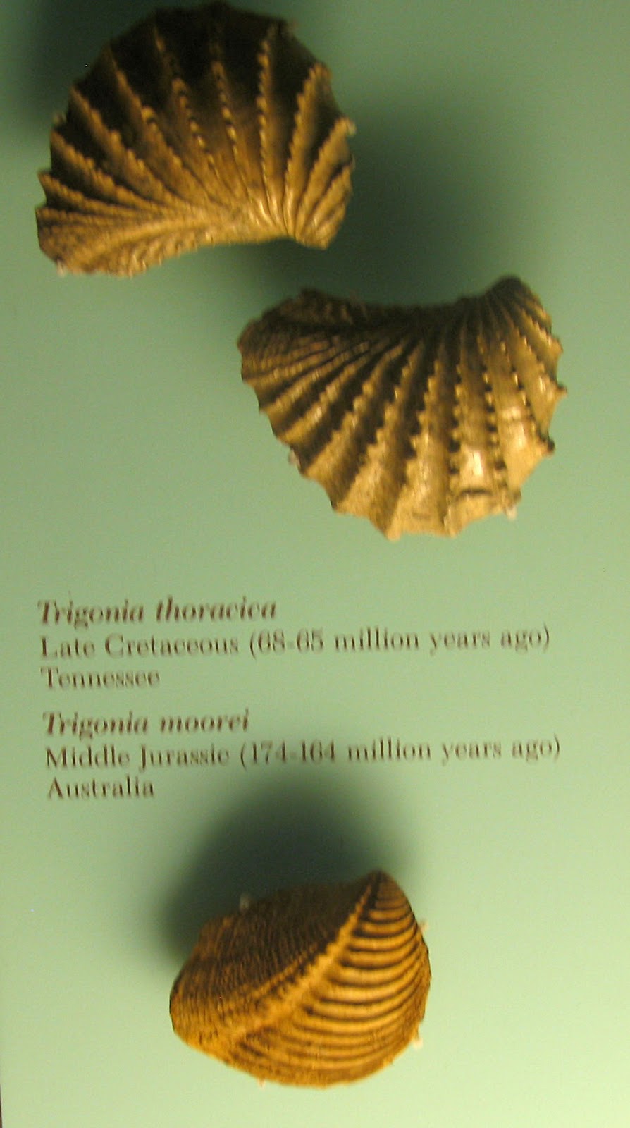 Louisville Fossils and Beyond: Pterotrigonia thoracica Pelecypod