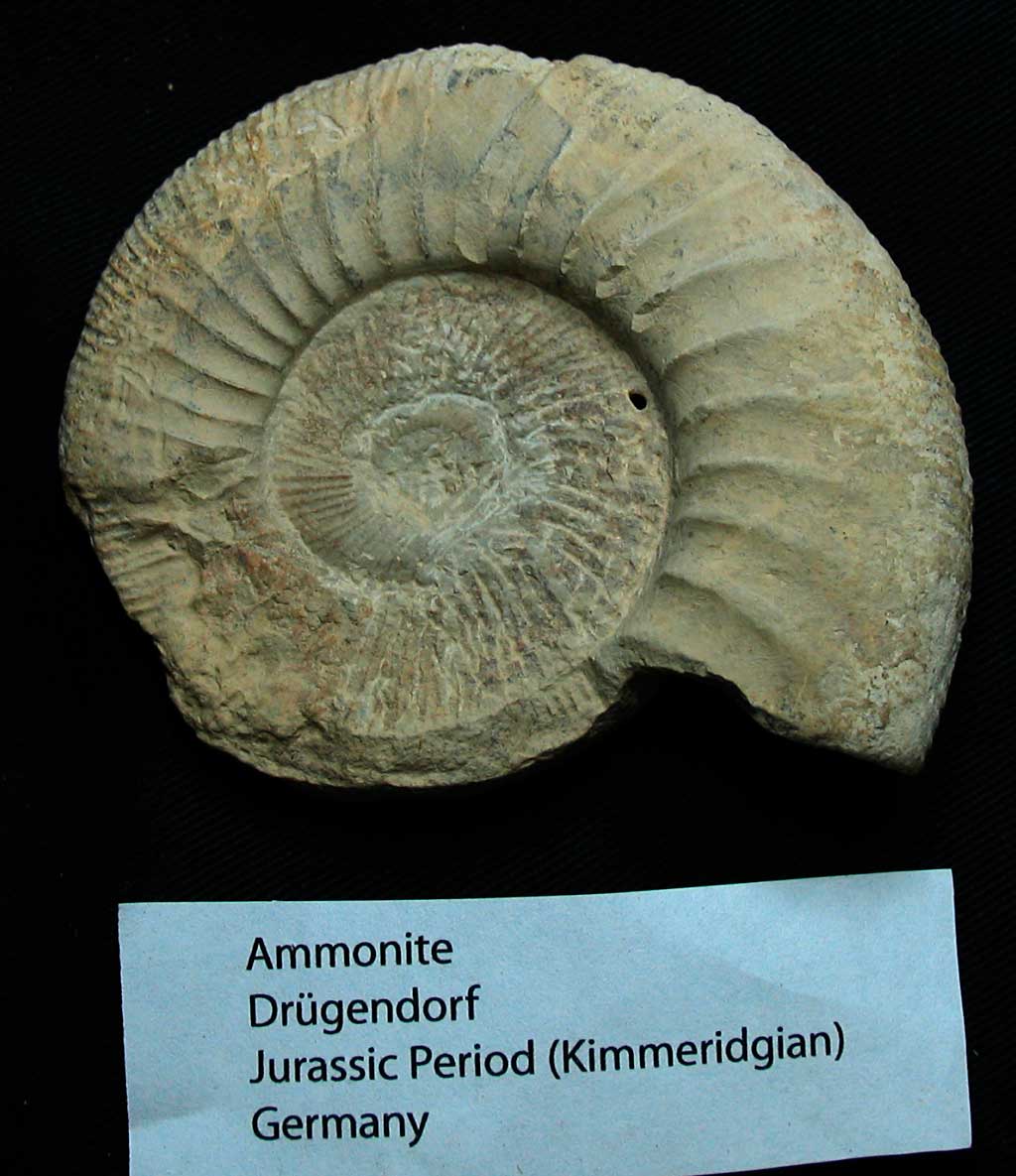 Louisville Fossils and Beyond: Ammonite Fossil From Drügendorf