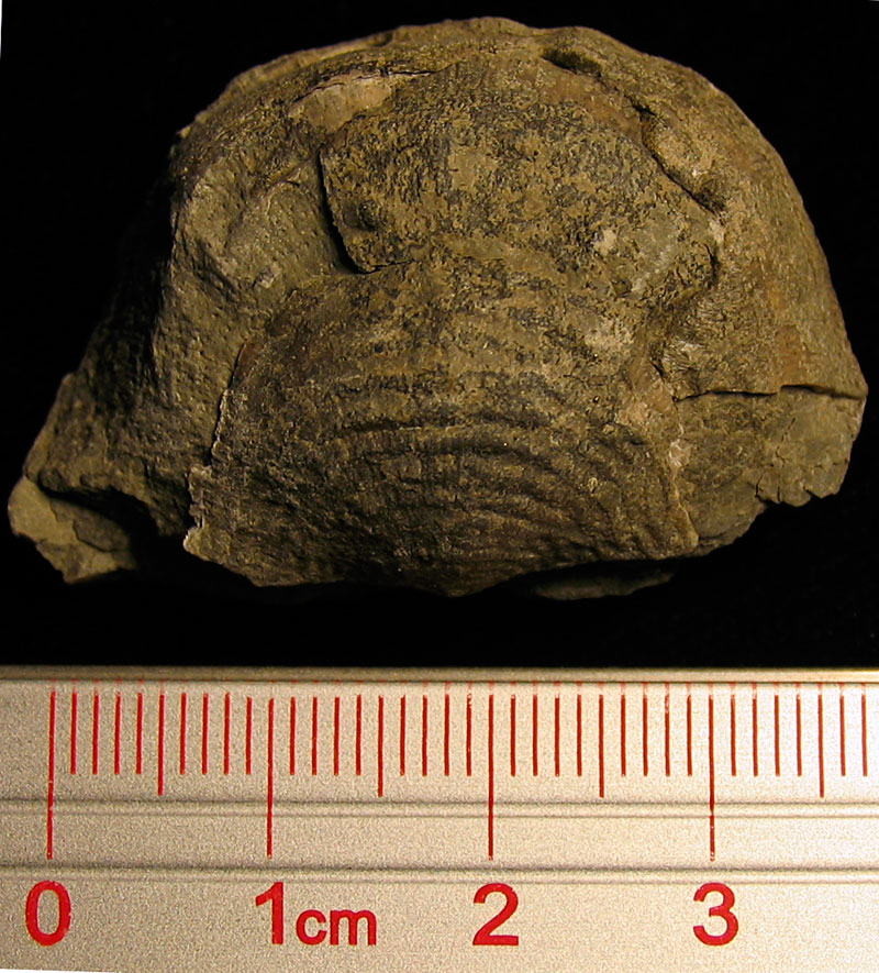 Louisville Fossils and Beyond: Brachiopods of the Waldron Shale