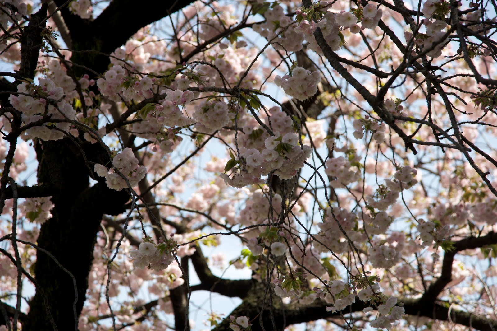 Wordsmithing Pantagruel: Hanami (Cherry Blossom Viewing)