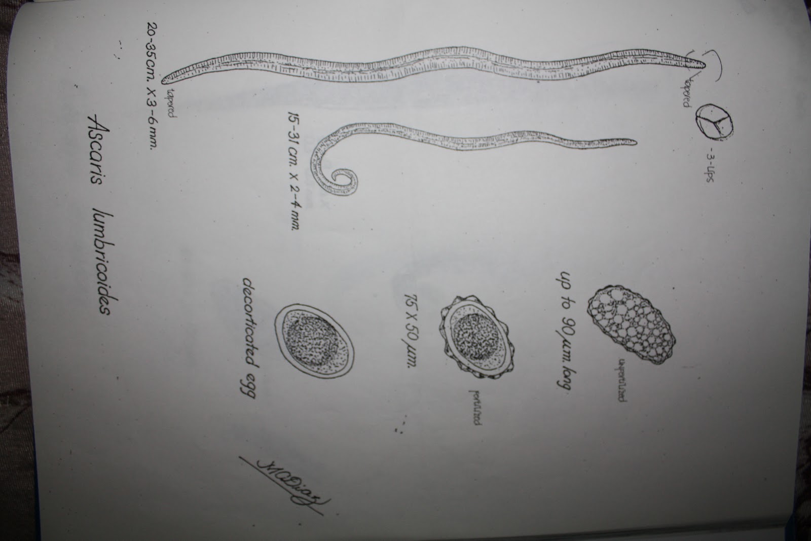 MD Files: Medically Important Parasites [Sketch by Dr. Macario Diaz]