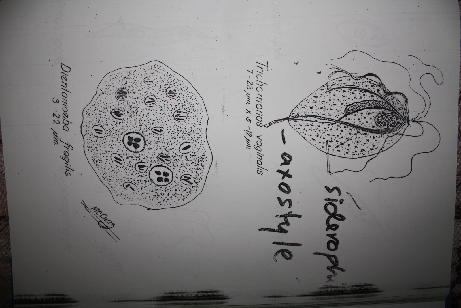 MD Files: Medically Important Parasites [Sketch by Dr. Macario Diaz]