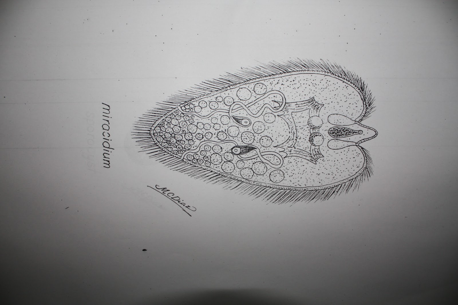MD Files: Medically Important Parasites [Sketch by Dr. Macario Diaz]