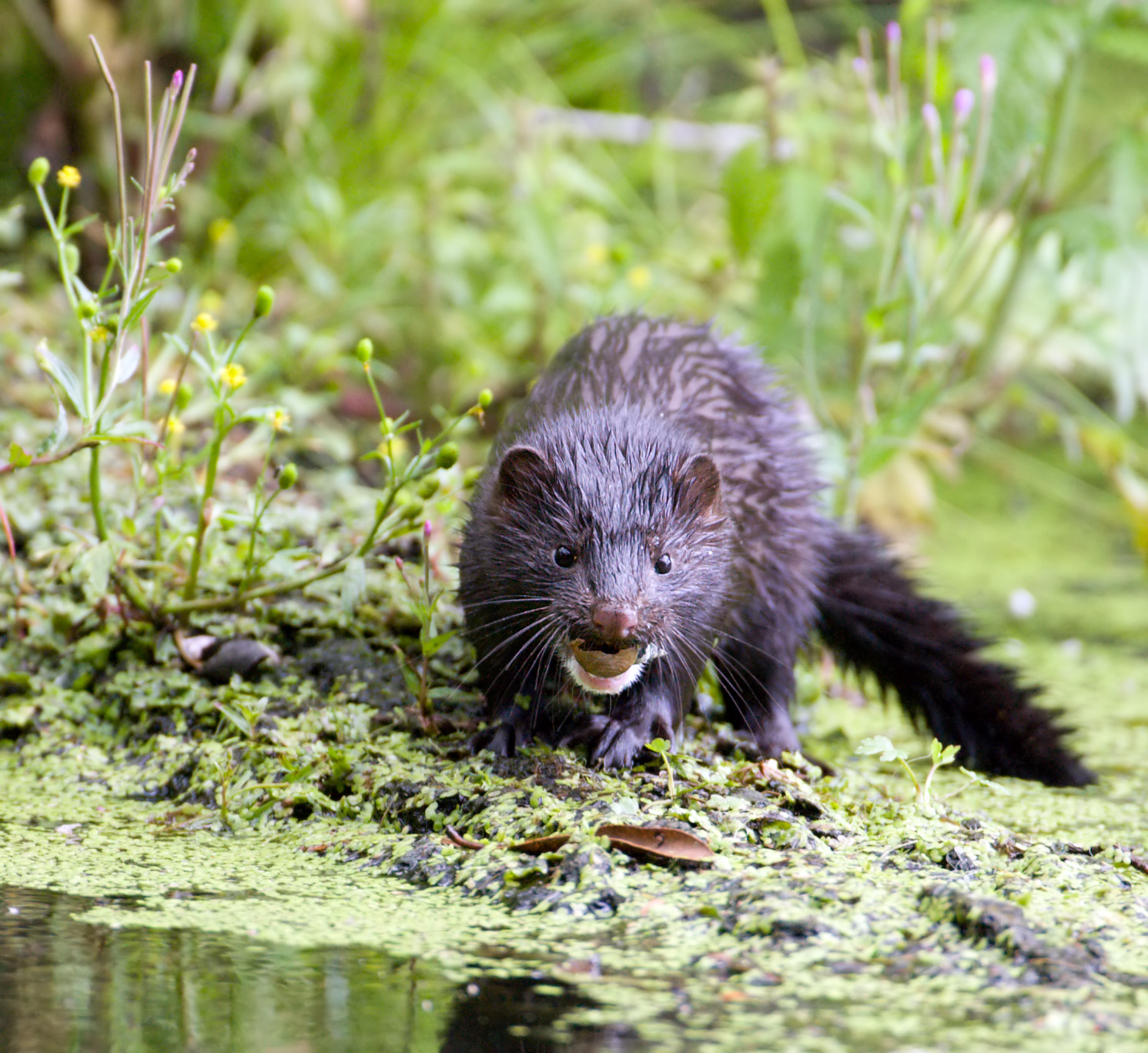 Calder Birder: Young Mink