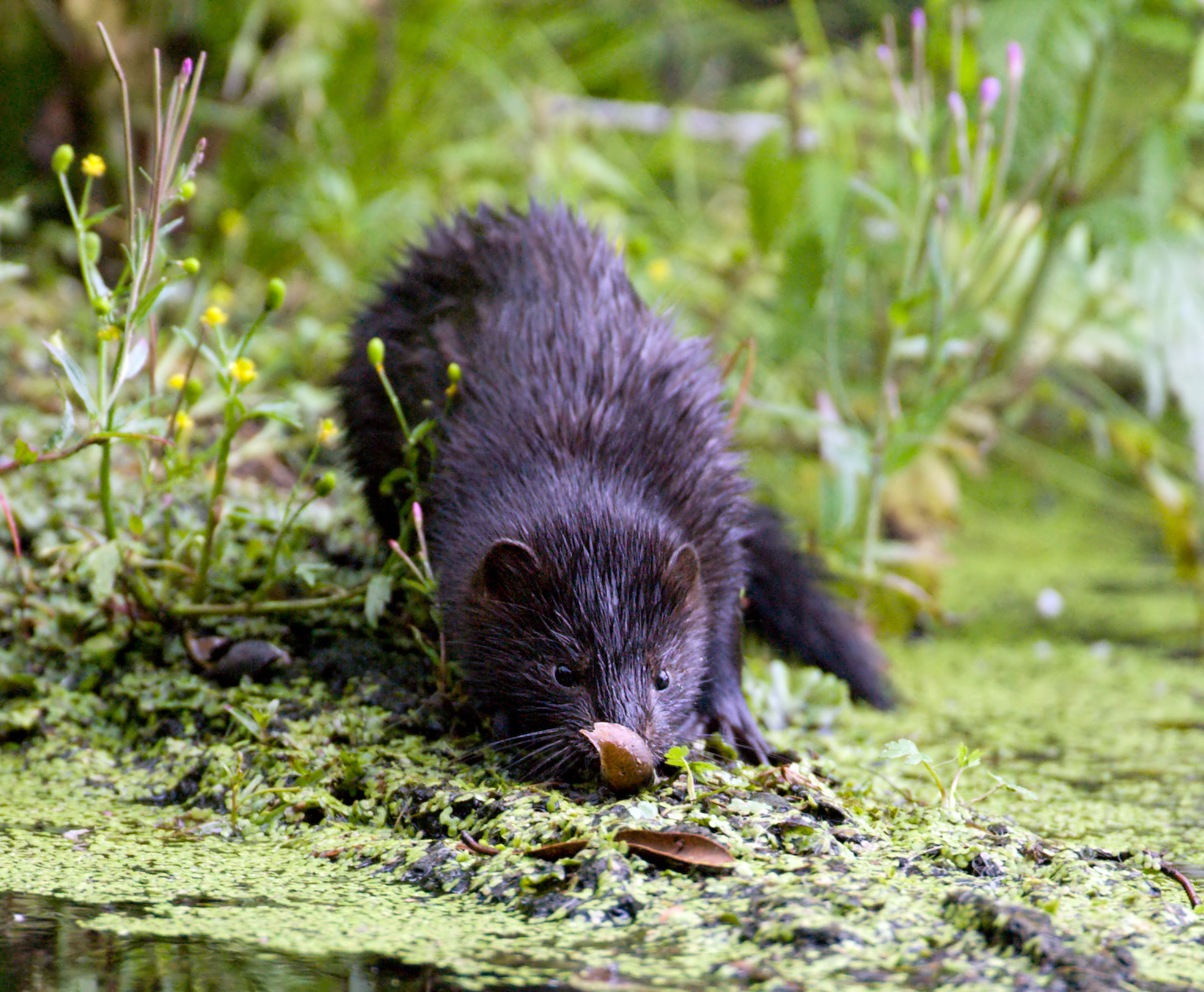 Calder Birder: Young Mink