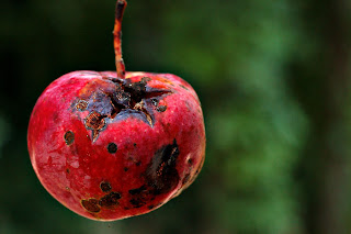 A Jumenta de Balaão: [Devocional] - Frutas Podres