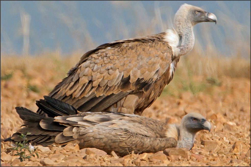Wouts fotobloG: Vale gier valt in Slaap