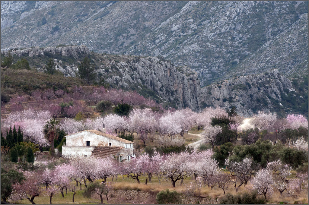 Wouts fotobloG: Amandelbloesem - Flor de Almendro