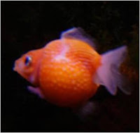 *Stary Diamond*: Ping Pong Fish...